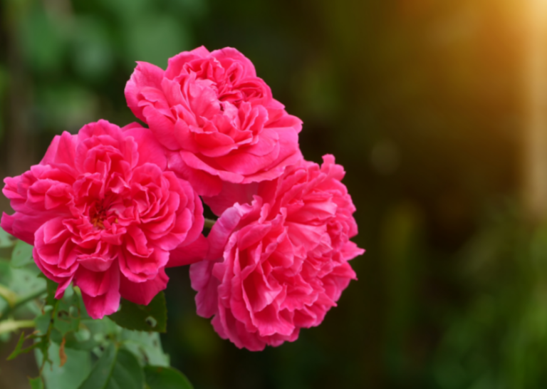 The Roses in Morocco and Its Importance - Tamrhenna